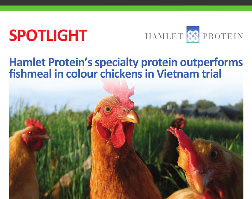 eFeedLink - Hamlet Protein's specialty protein outperforms fishmeal in ...