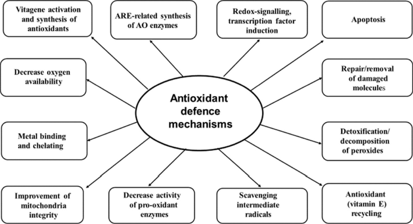 eFeedLink - Antioxidant defence systems and oxidative stress in poultry ...