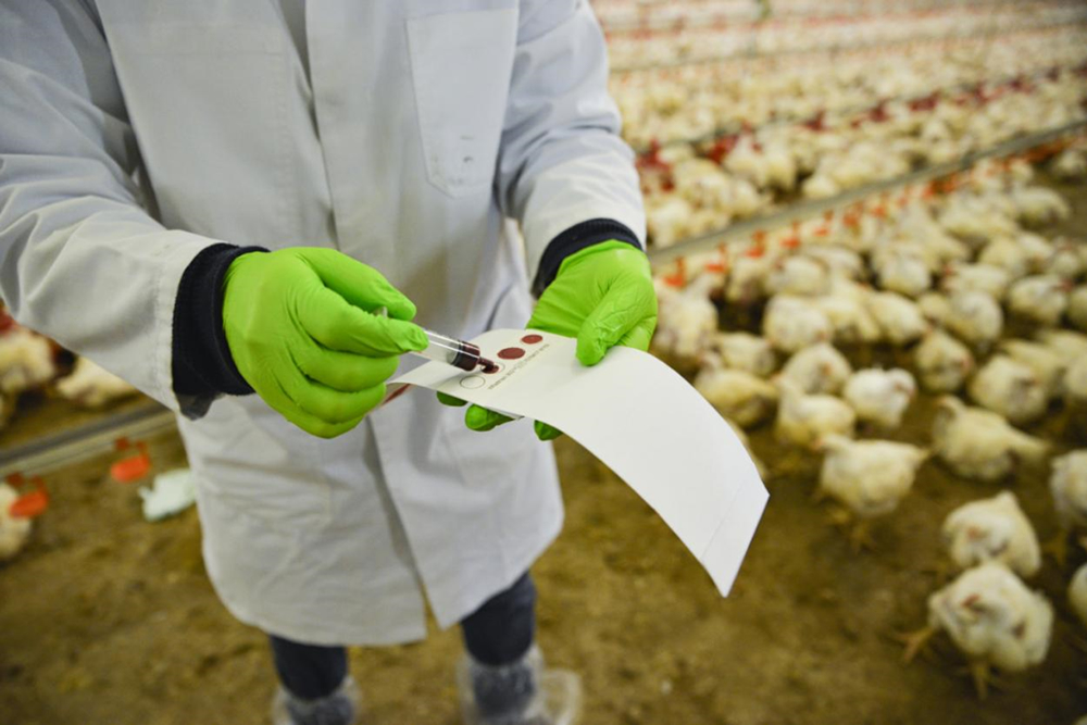 eFeedLink - Innovad's Ben Letor: Servicing global feed needs with a ...