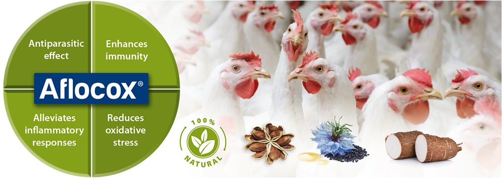 eFeedLink - Innovad's Ben Letor: Servicing global feed needs with a ...