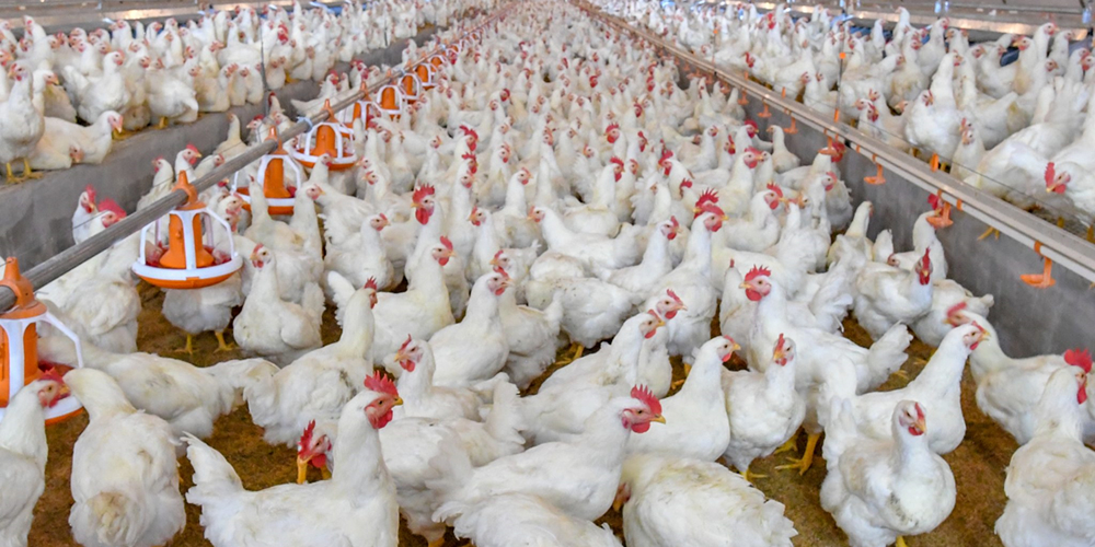 eFeedLink - Opportunities and challenges for China's white feather ...