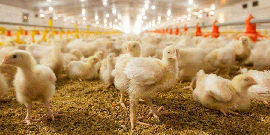eFeedLink - Poultry research and training center opened in Bahamas