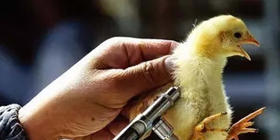 eFeedLink - USDA-ARS starts bird flu vaccination trials
