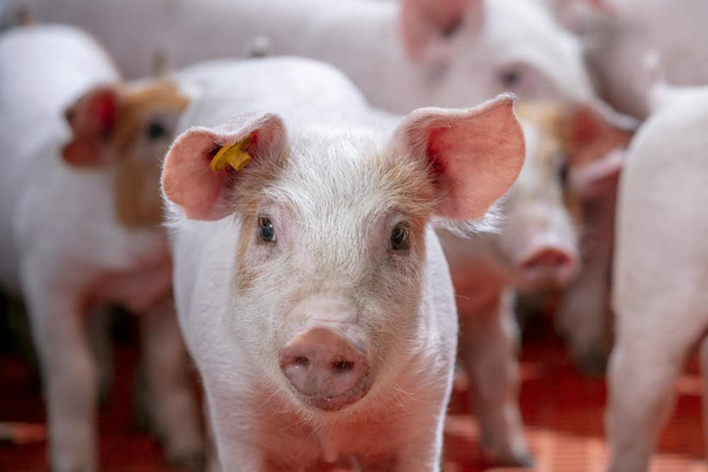 eFeedLink - Selko Feed Additives: A study snapshot from ArMoR Health ...