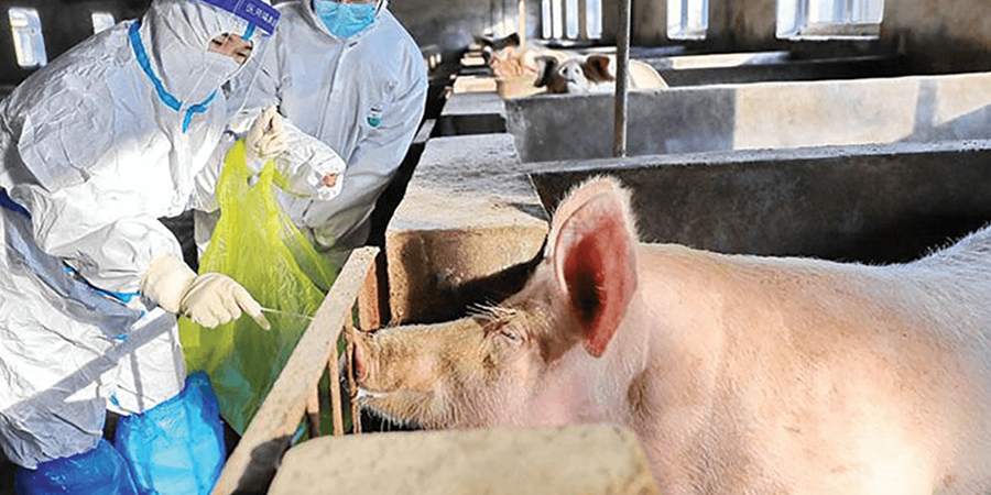 eFeedLink - ASF spreads to 49 countries, causing 1.5 million animal ...