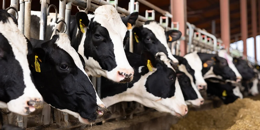 eFeedLink - Global dairy giants unite to tackle methane emissions in ...