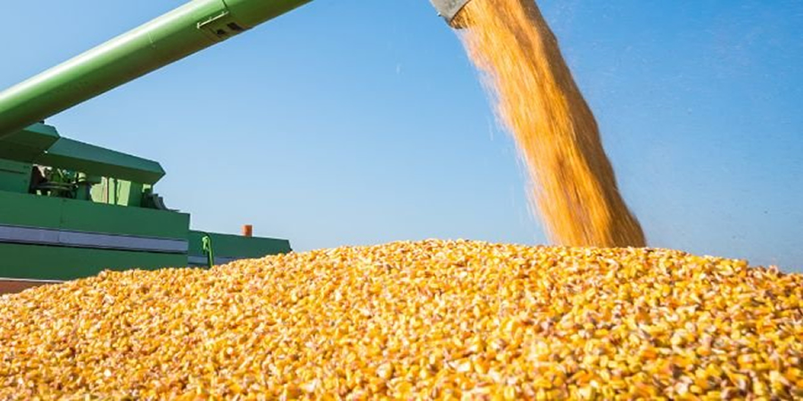 eFeedLink - First corn crop of Parana, Brazil, expected to fetch three ...