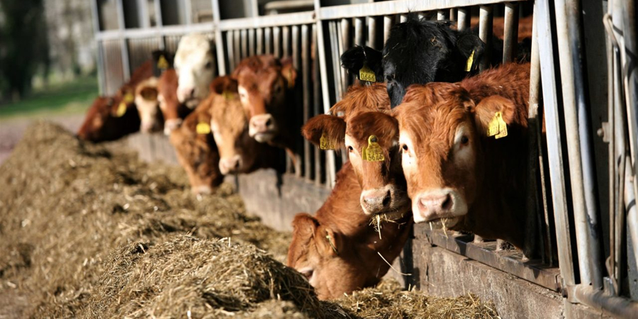 eFeedLink - Irish factory cattle supplies expected to decline by 2% in 2024
