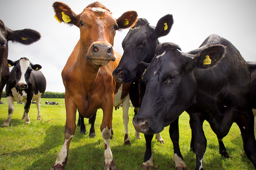 eFeedLink - In brief: China's ruminant feed market in 2022