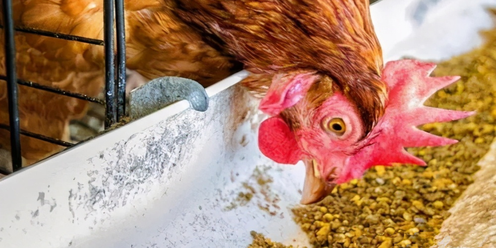 EFeedLink Prices Of Poultry Feed In Ghana Up 300 In Past Two Years