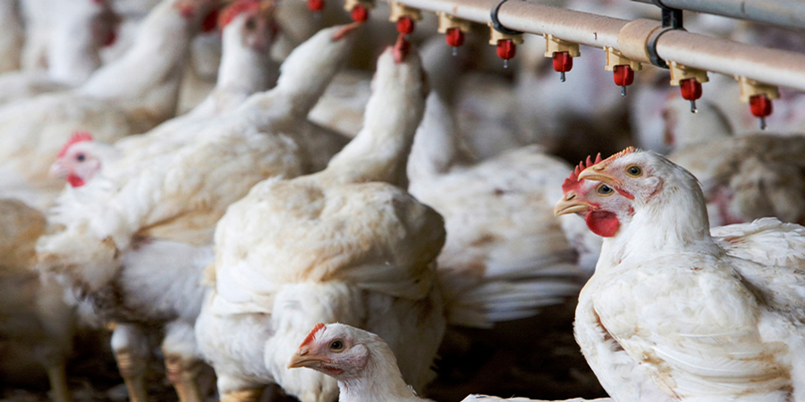 eFeedLink - Poultry production surges in Canada despite challenges ...
