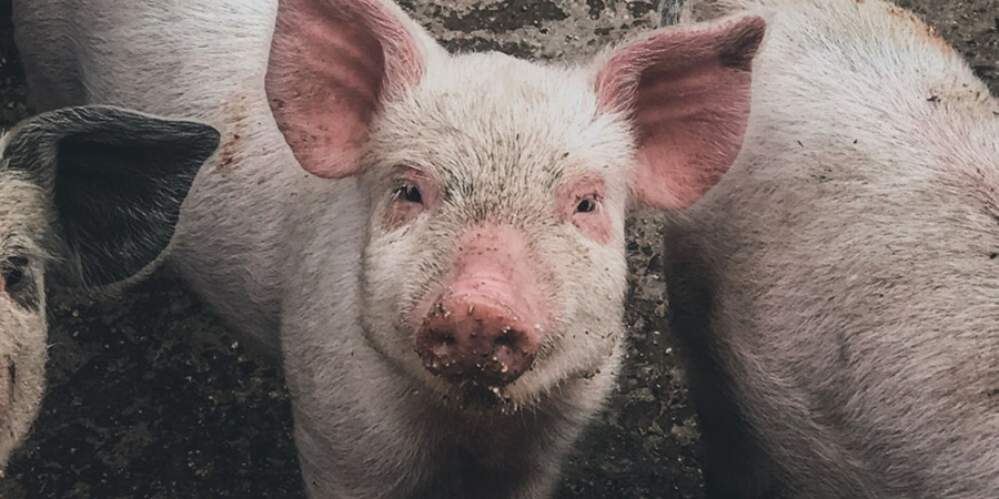 eFeedLink - ASF vaccine approval to aid swine repopulation in the ...