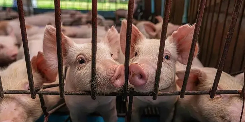 eFeedLink - More than nine million pigs recorded in Colombia last year