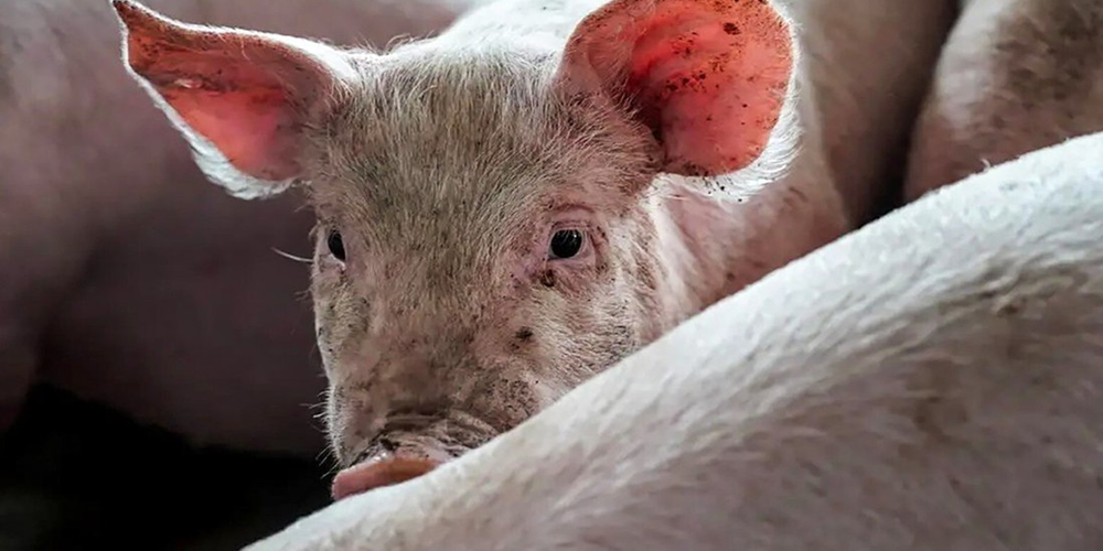 eFeedLink - Grecce reports ASF outbreak on local pig farm in late April