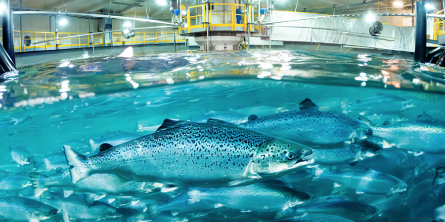 eFeedLink - Salmon Evolution receives Aquaculture Stewardship Council ...