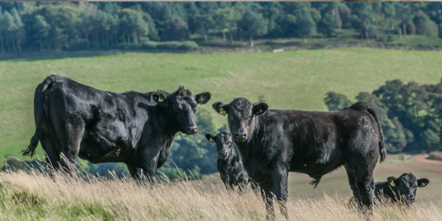 eFeedLink - Number of suckler cows in Scotland, UK, 6% lower compared ...