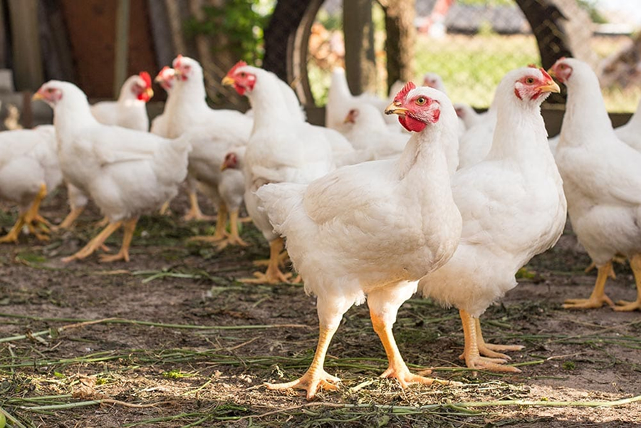 eFeedLink - Chinese broiler market tussles for profitability with ...