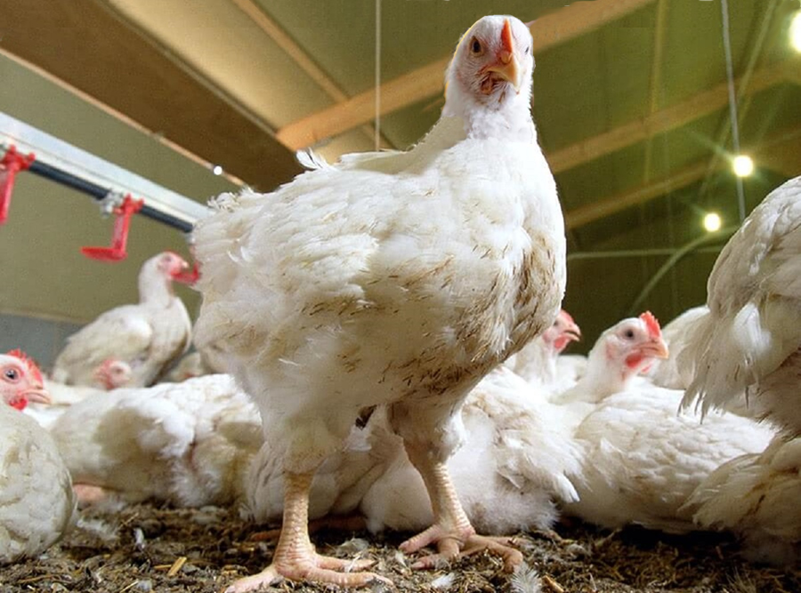 eFeedLink - Domestically bred broilers keep China on path of self ...