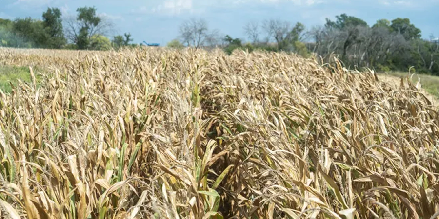eFeedLink - Iowa, US corn yields remain strong despite lingering drought conditions