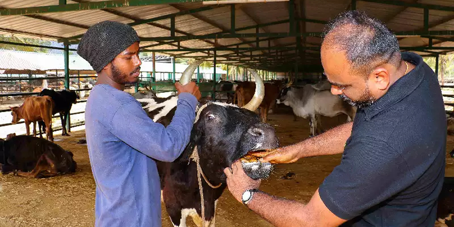 eFeedLink - Programme in Kerala, India, aims to educate dairy farmers ...