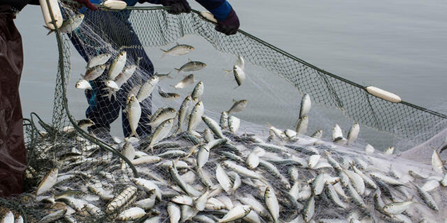 eFeedLink - Philippine fish supply near depletion, calls for stricter ...