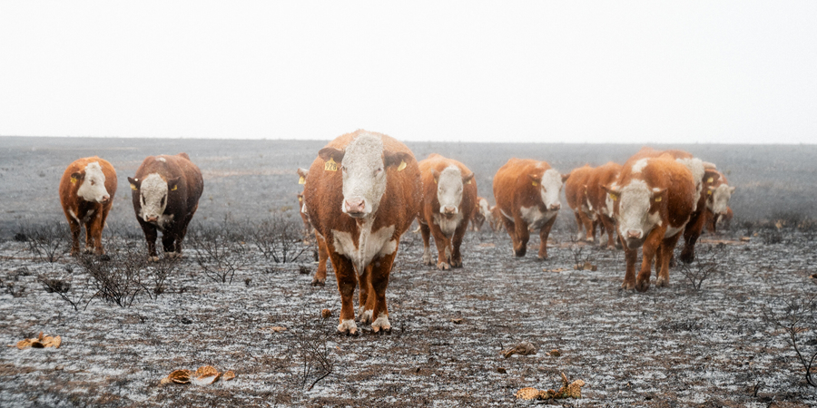 eFeedLink - Wildfires in Texas Panhandle, US, unlikely to seriously ...