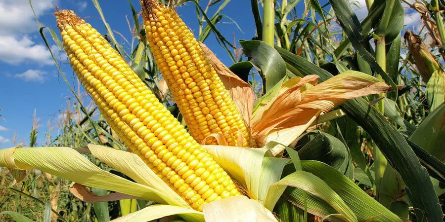 eFeedLink - Indonesia's corn harvest sufficient this year to cut ...