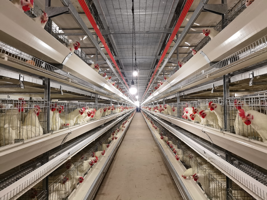 eFeedLink - How China's volume of grandparent and parent stock broiler ...