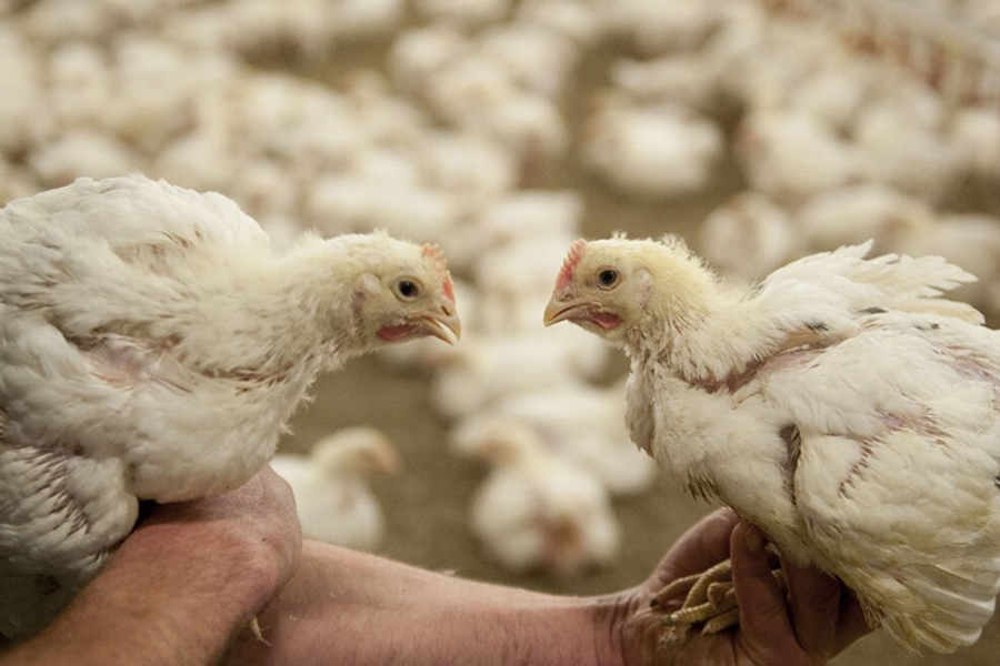 eFeedLink - Yisheng and Minhe: Comparing performance between two ...