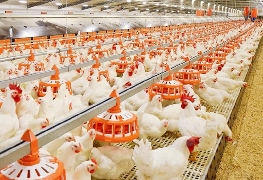 eFeedLink - Swinging between gains and losses: The new norm of white ...