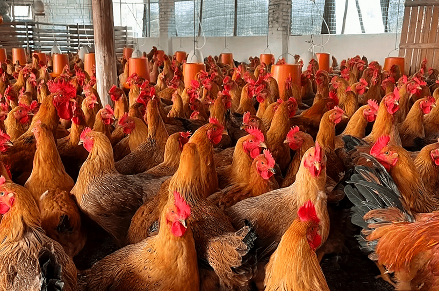 eFeedLink - Sales of China's yellow-feather broilers find opportunity ...