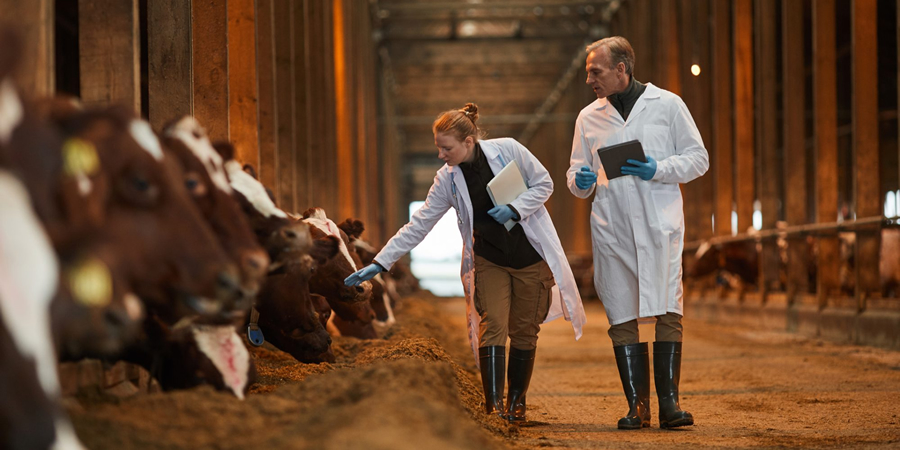 eFeedLink - Roslin: Hub to aid precision breeding of farm animals