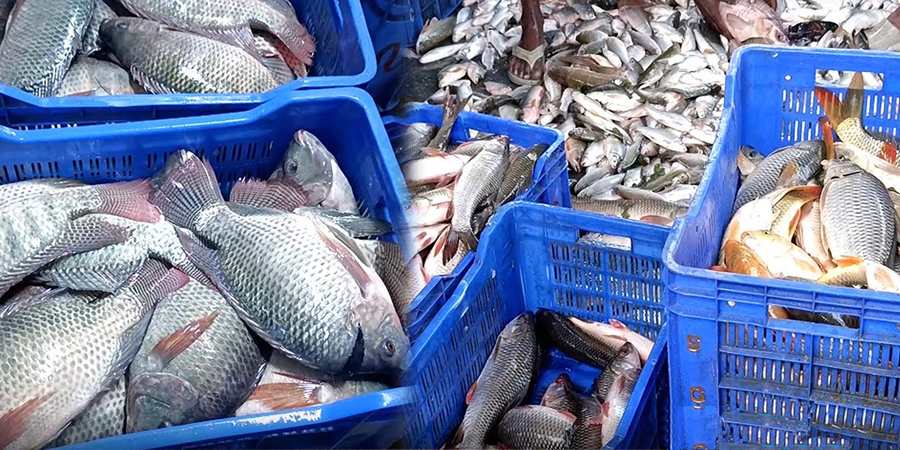 eFeedLink - PRAN-RFL Group in partnership to set up RAS fish farm in ...