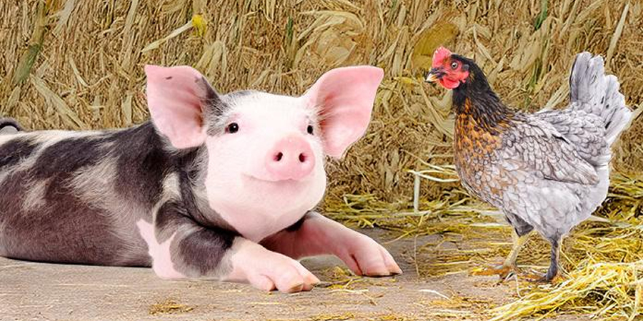 eFeedLink - Adisseo reveals Secure Performance programme to enhance ...